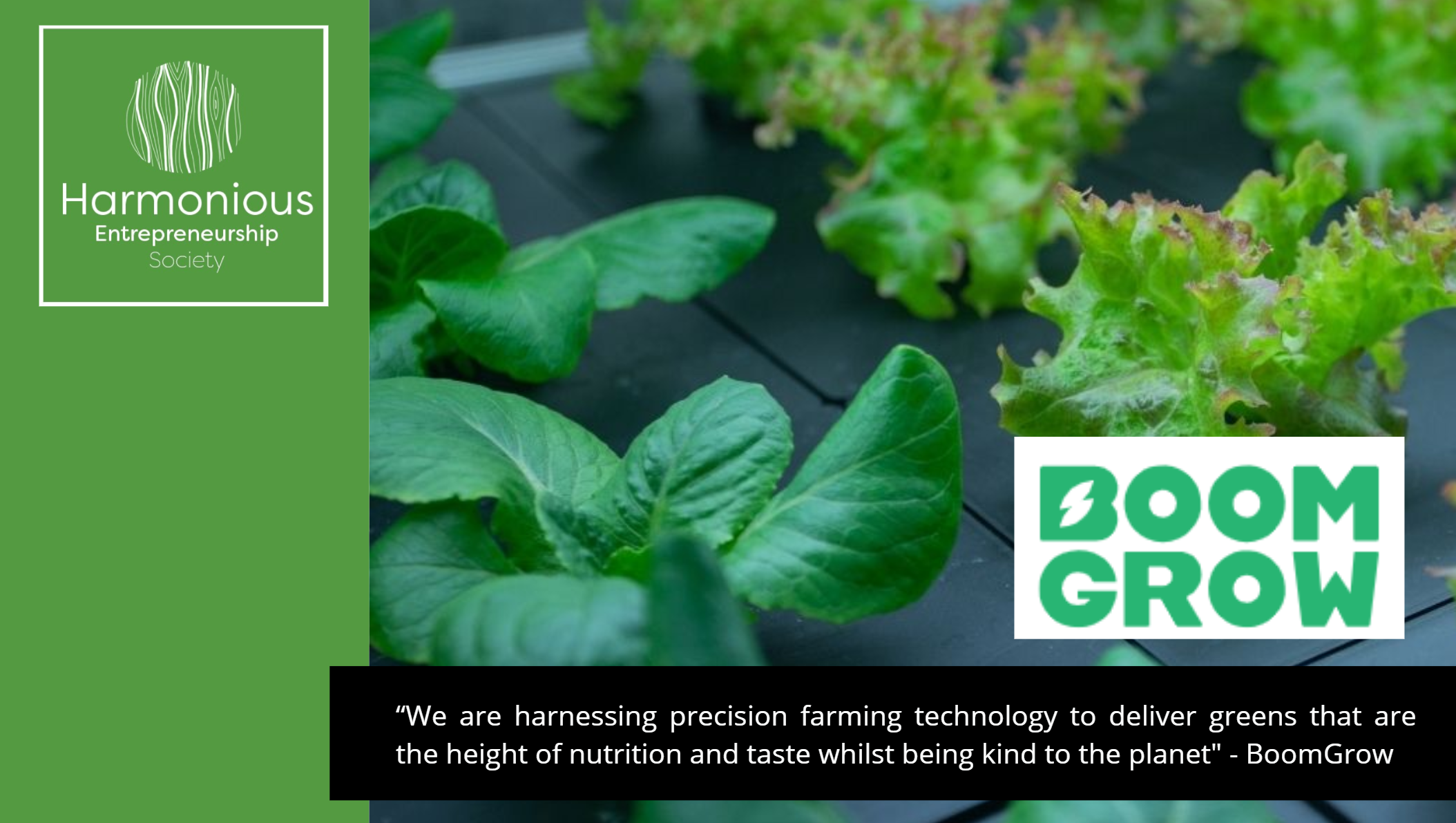 BoomGrow – saving the planet one vegetable at a time – HES 2020-2025